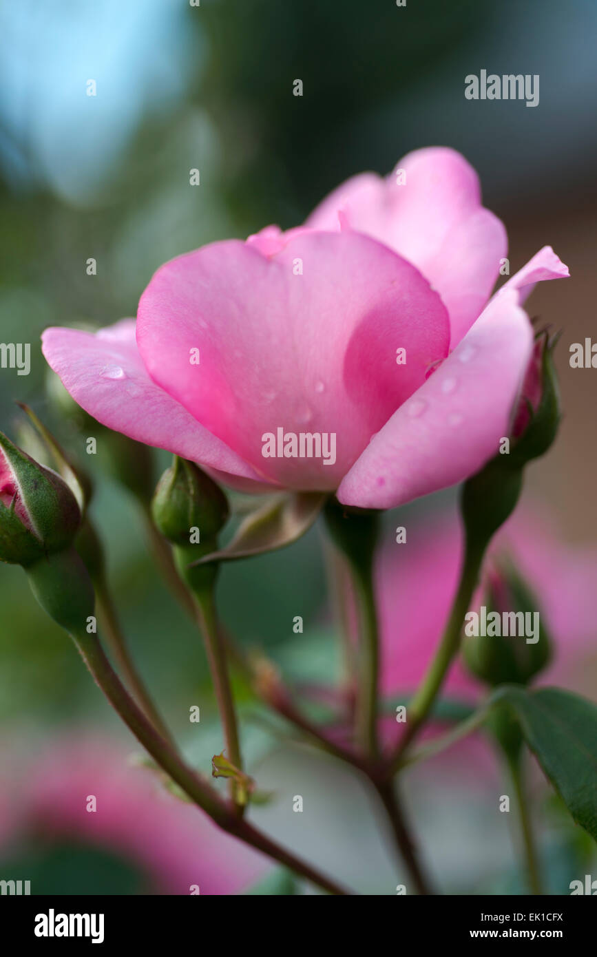 Pink rosa Centenaire de Lourdes, Delbard Chabert rose Stock Photo - Alamy