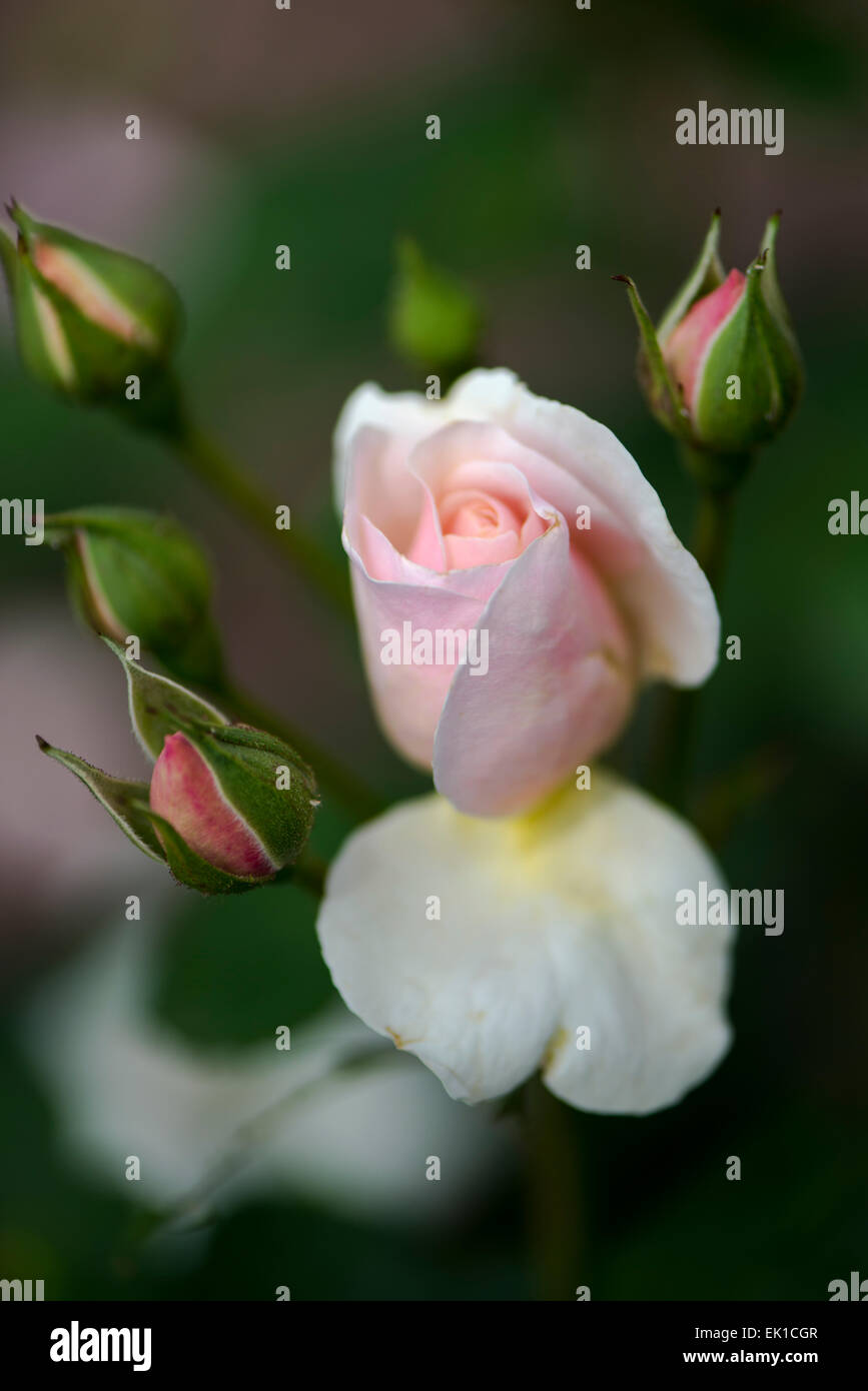 Thukela hi-res stock photography and images - Alamy