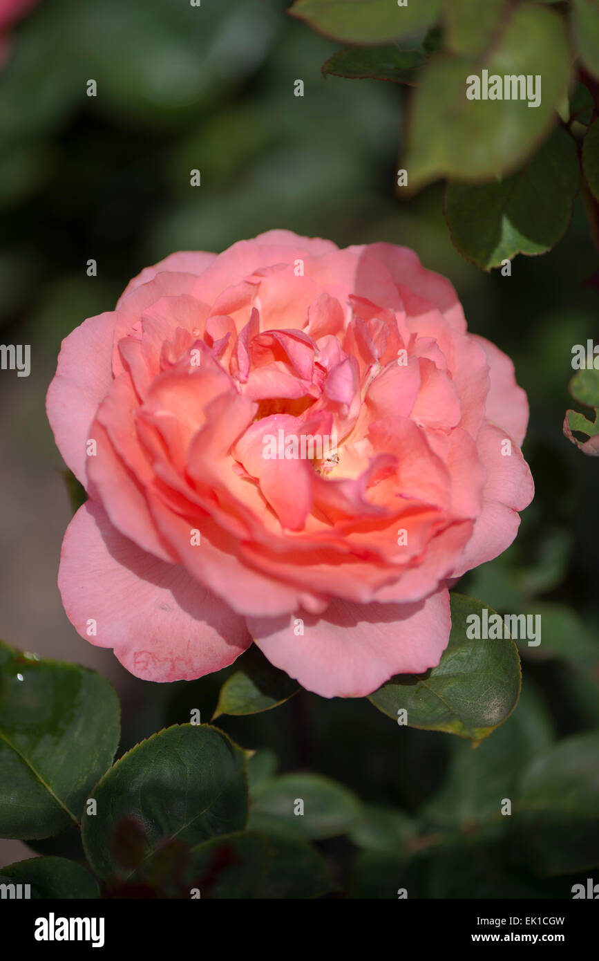 Meilland rose Pink Panther Stock Photo - Alamy