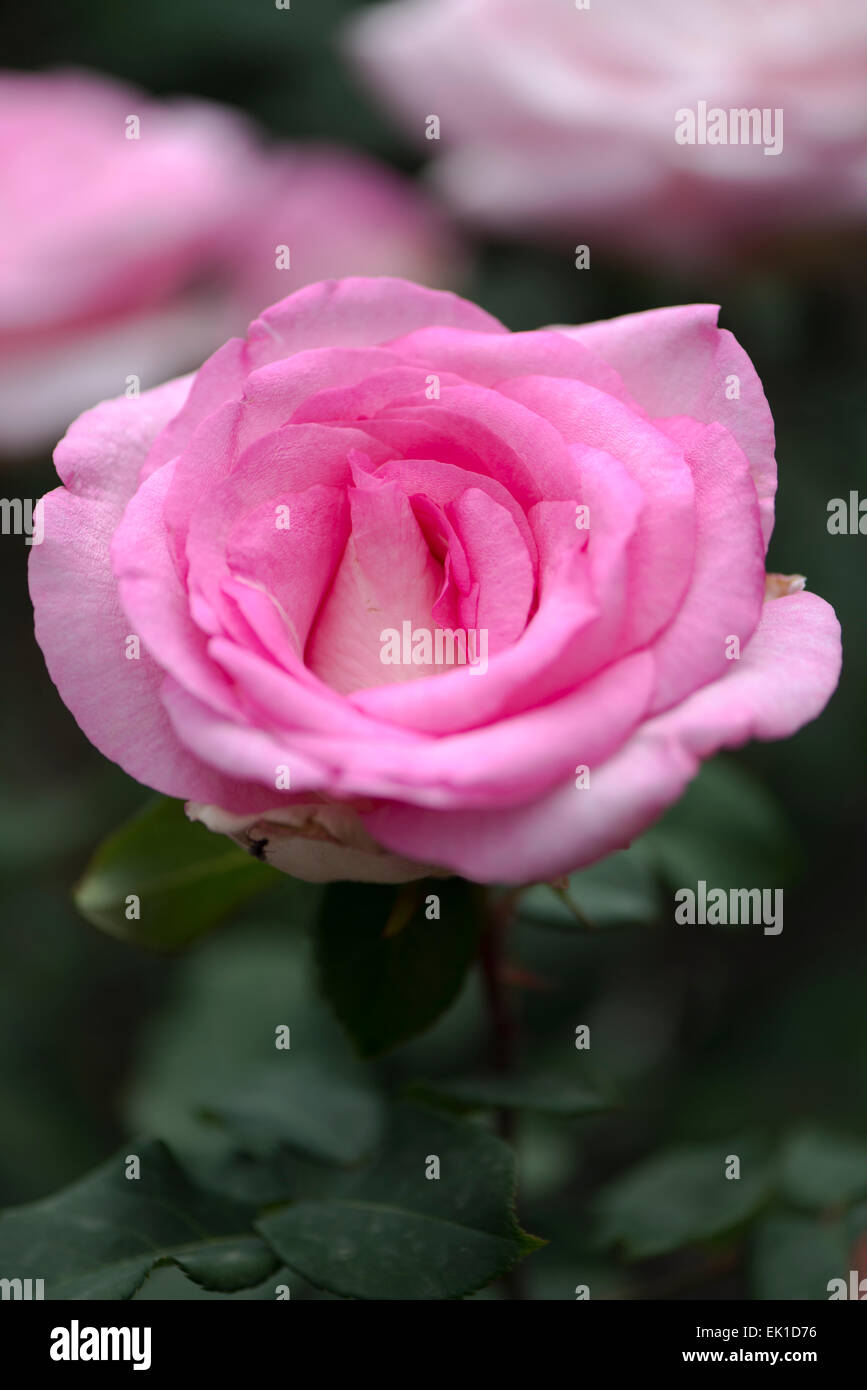 Pink rose Beverly Stock Photo - Alamy