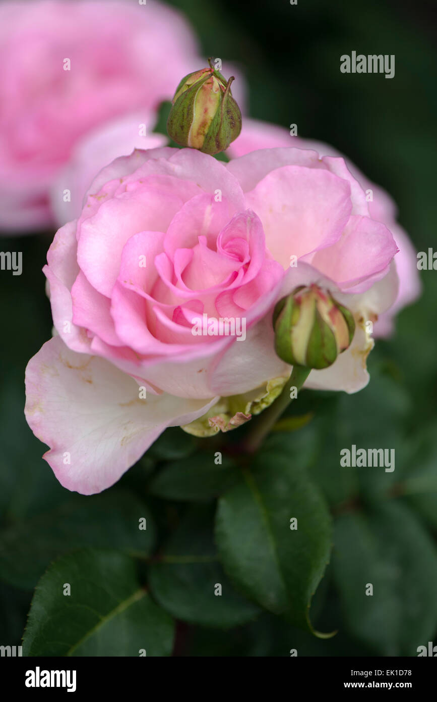Pink rose Beverly Stock Photo - Alamy