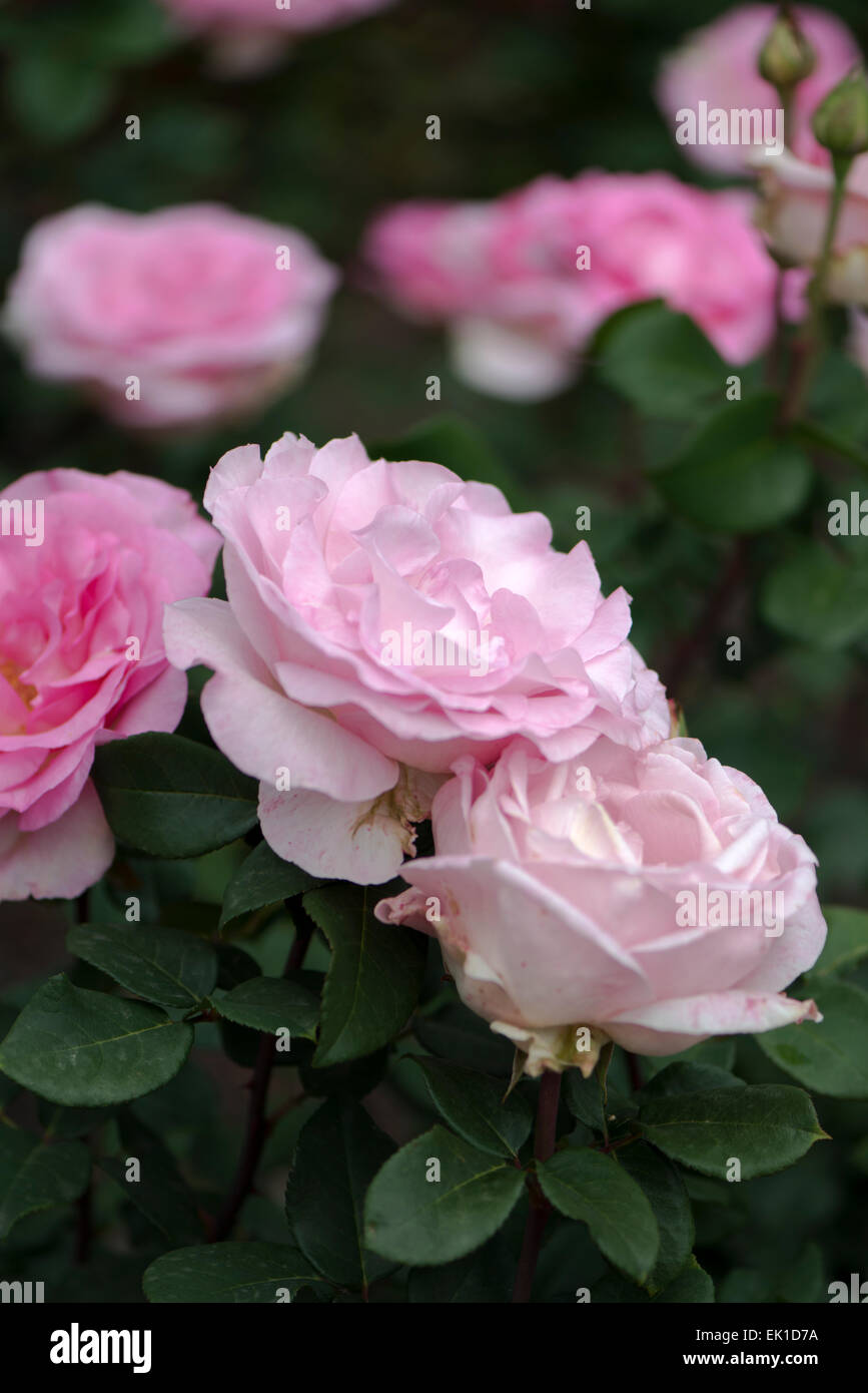 Pink rose Beverly Stock Photo - Alamy