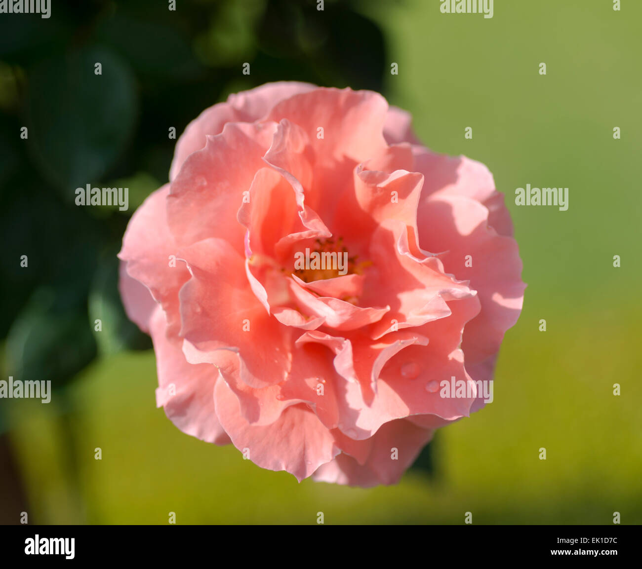 Rosa Cimarosa, peach colored rose Stock Photo - Alamy