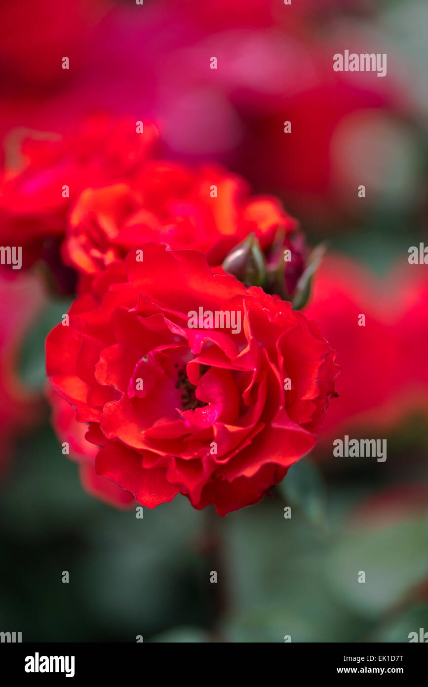 Red rose Allotria Stock Photo - Alamy