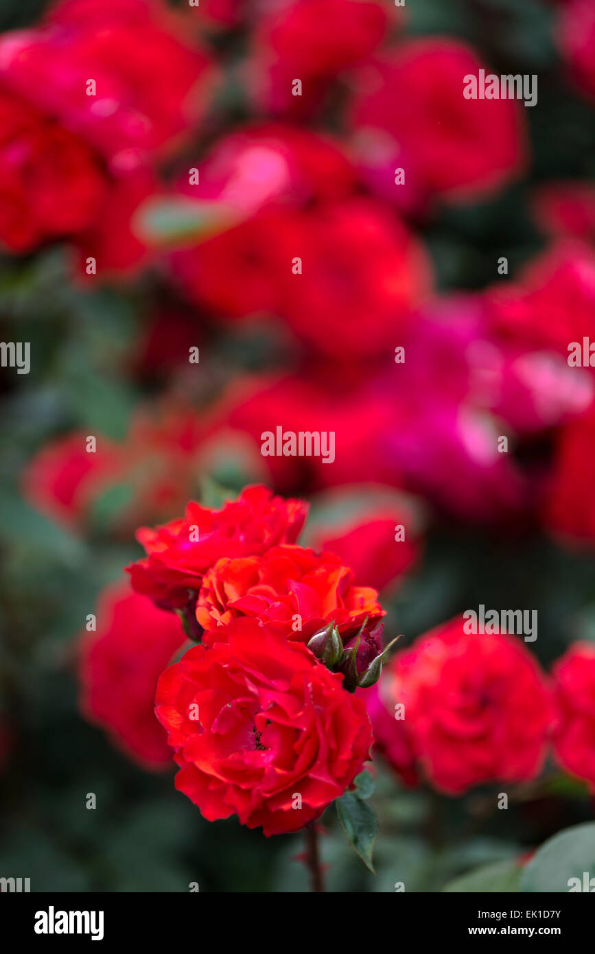 Red rose Allotria Stock Photo - Alamy
