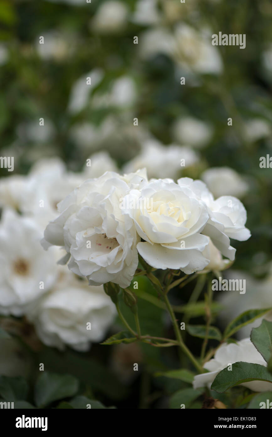 Rosa schneewittchen hi-res stock photography and images - Alamy