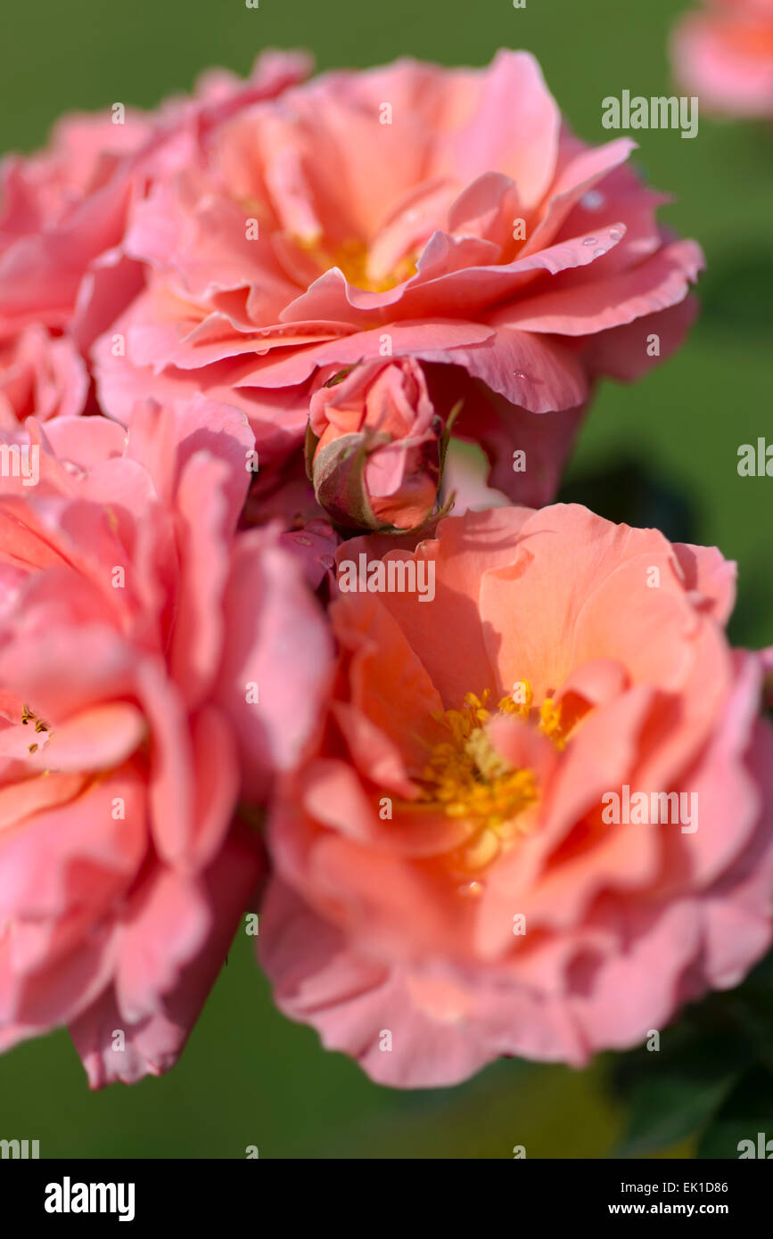 Cimarosa rose hi-res stock photography and images - Alamy
