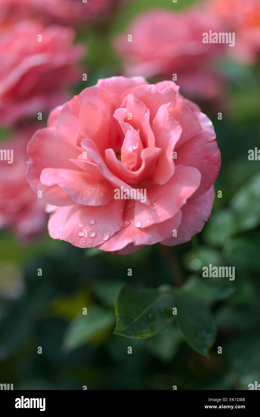 Cimarosa rose hi-res stock photography and images - Alamy