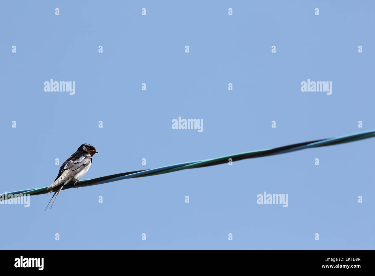 swallow ( hirundo rustica ) standing on an electric cable Stock Photo ...