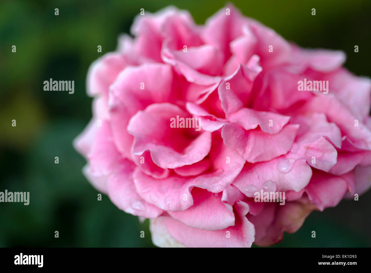 Rosa Pink Kanegem Stock Photo - Alamy