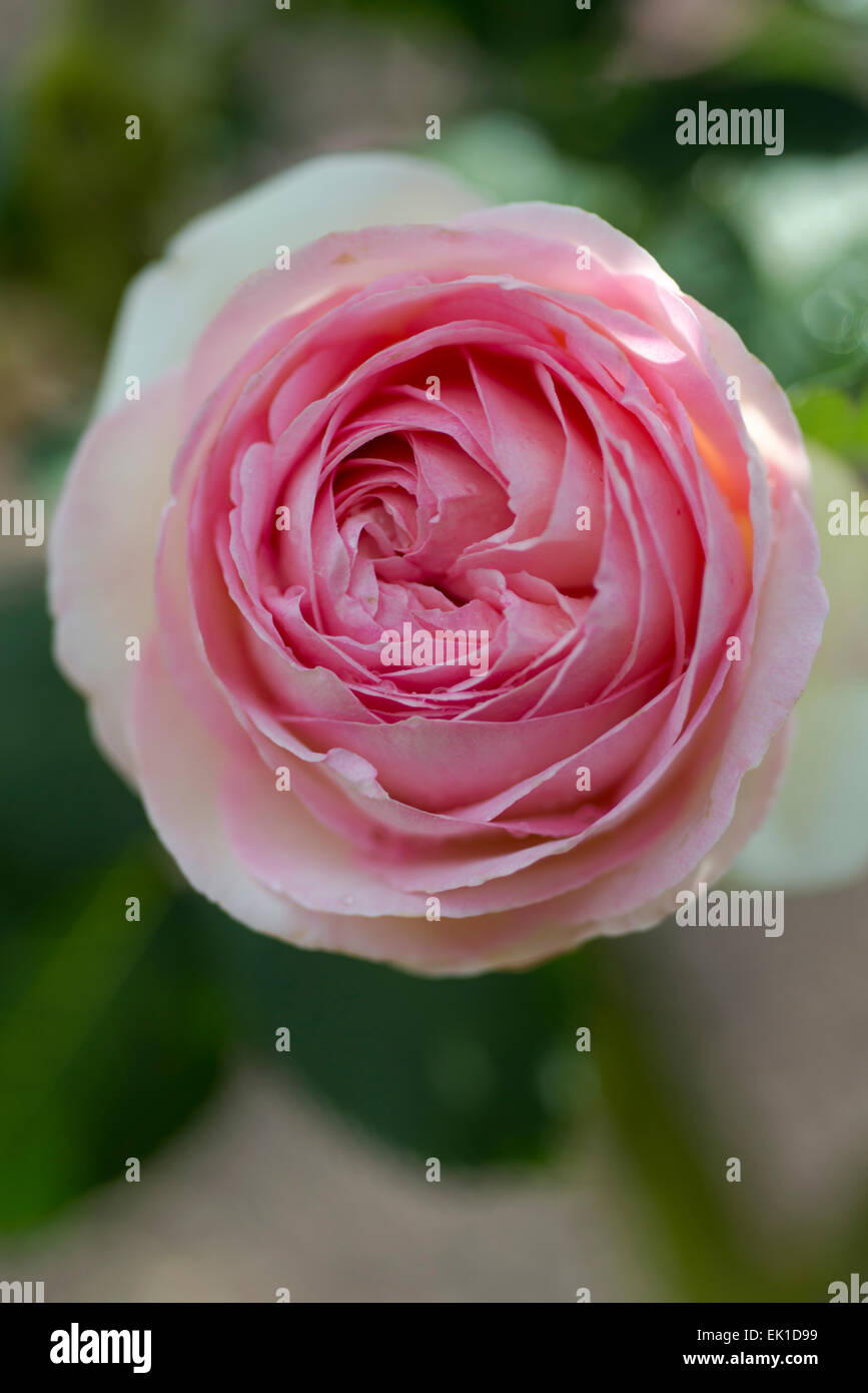 Pink and white Eden rose, a Meilland rose Stock Photo - Alamy
