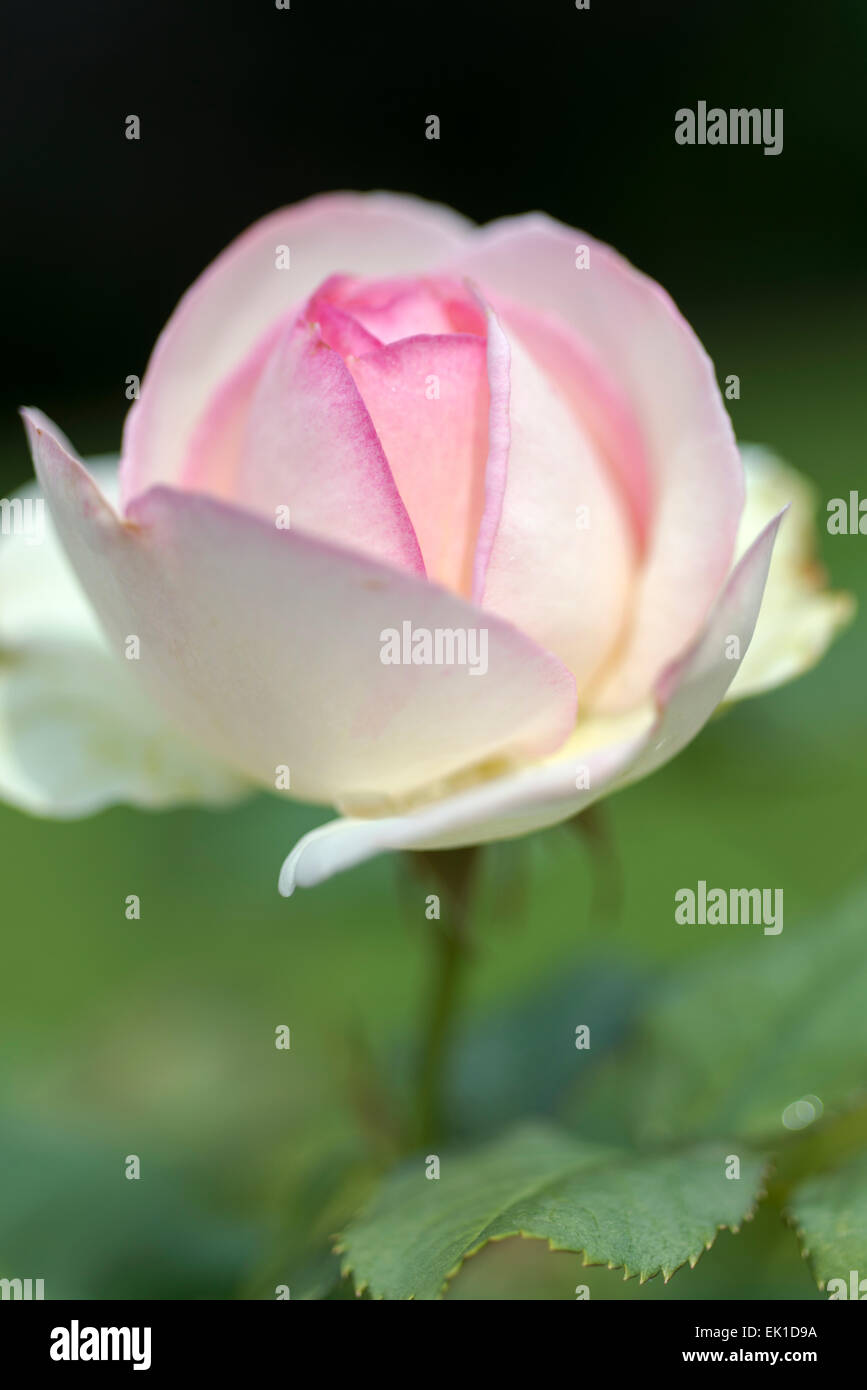 Pink and white Eden rose, a Meilland rose Stock Photo - Alamy
