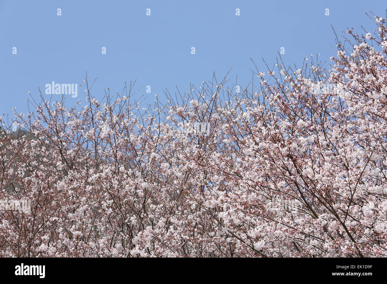 springtime blooming branch of cherry blossom Stock Photo - Alamy