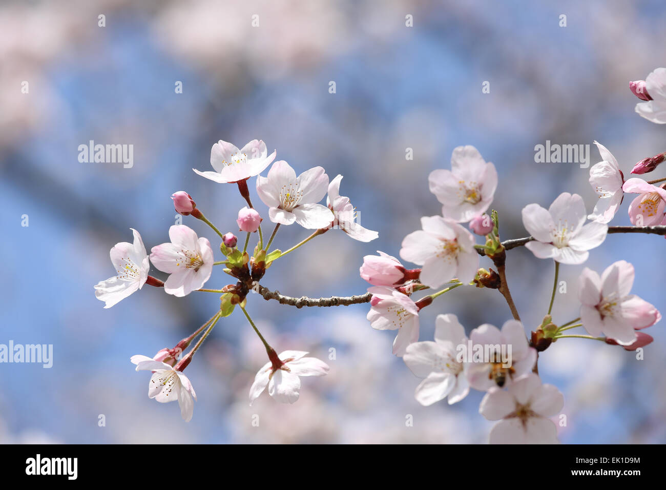 springtime blooming branch of cherry blossom Stock Photo - Alamy