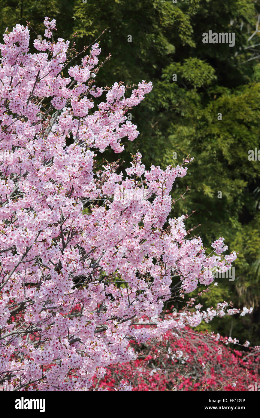 springtime flowering cherry tree Stock Photo - Alamy
