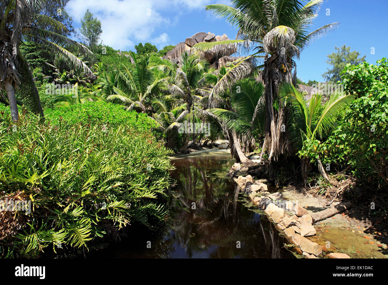Beautiful pond on the beach Grande Anse Stock Photo - Alamy