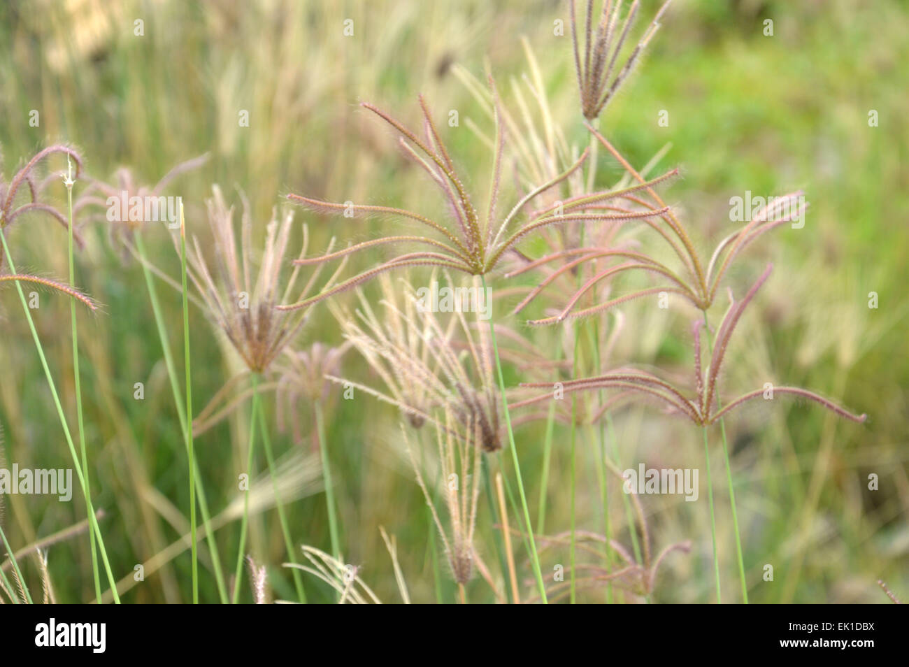 Weed grass in the sunshine Stock Photo - Alamy