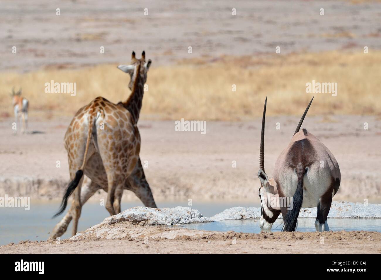 African animals waterhole gemsbok hi-res stock photography and images ...