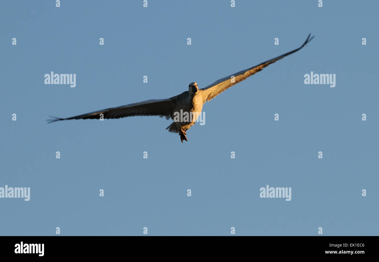 Sandhill Cranes flying over the water at Bosque Del Apache National ...