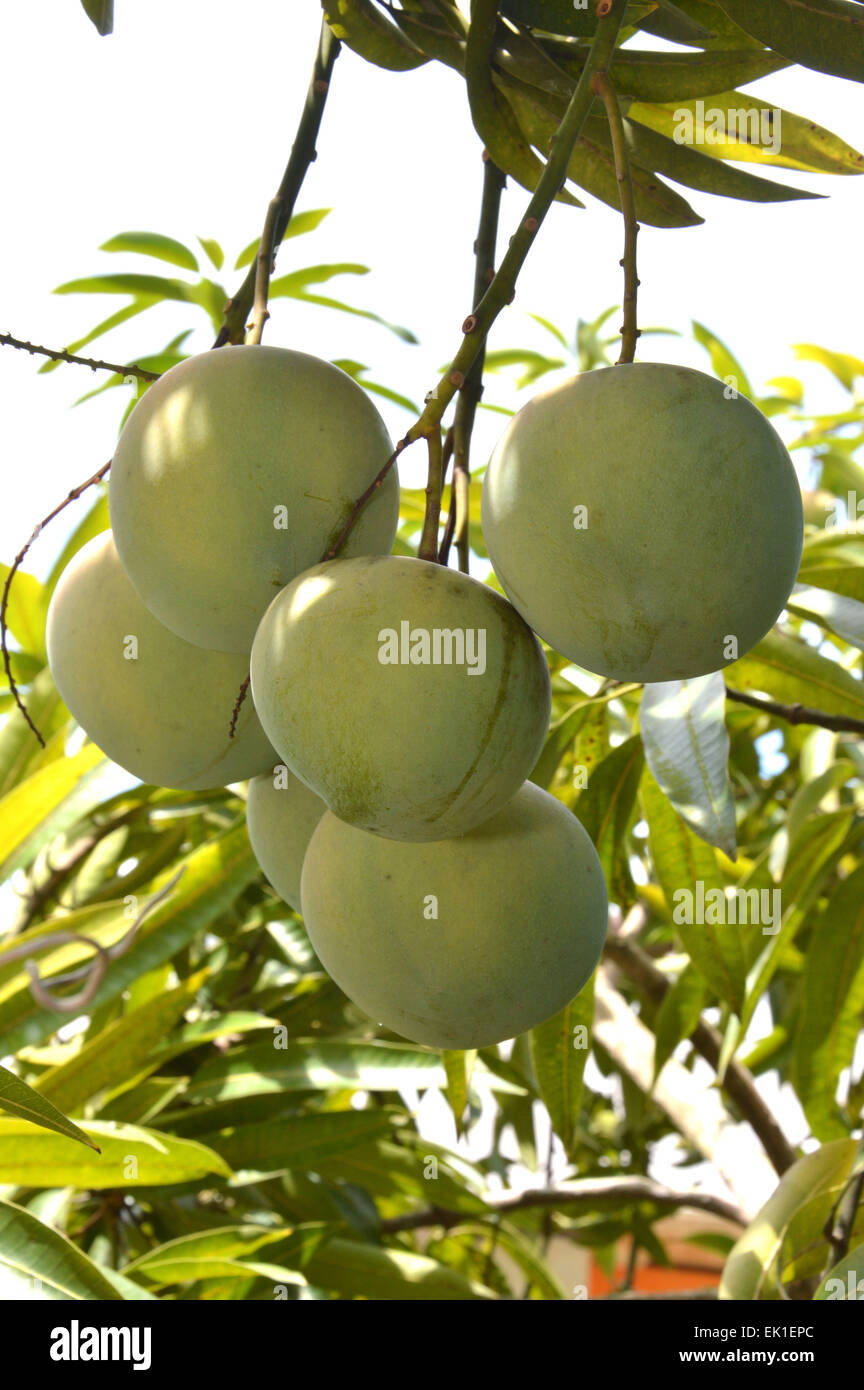 green mango fruit with apple shape Stock Photo - Alamy