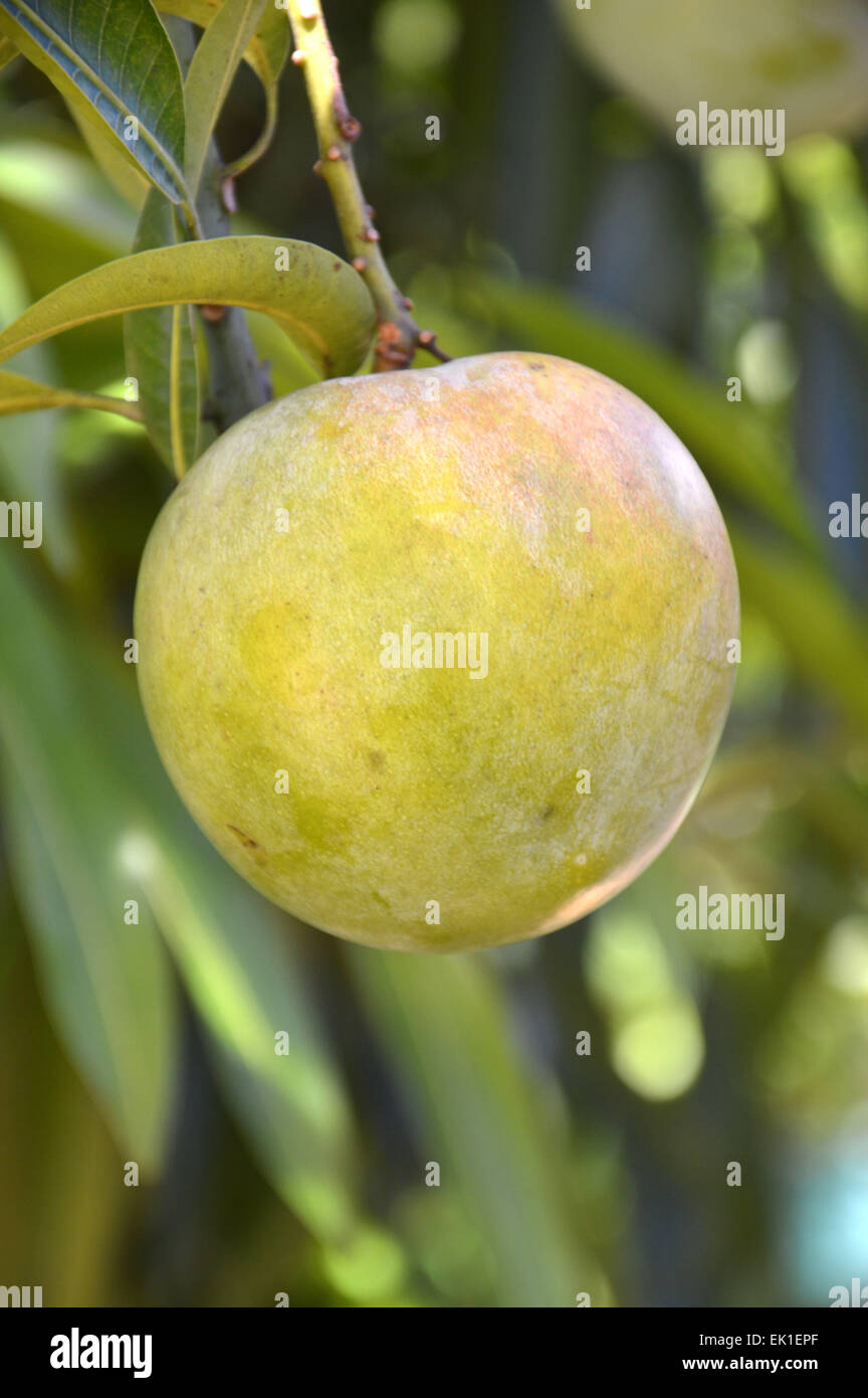 green mango fruit with apple shape Stock Photo - Alamy