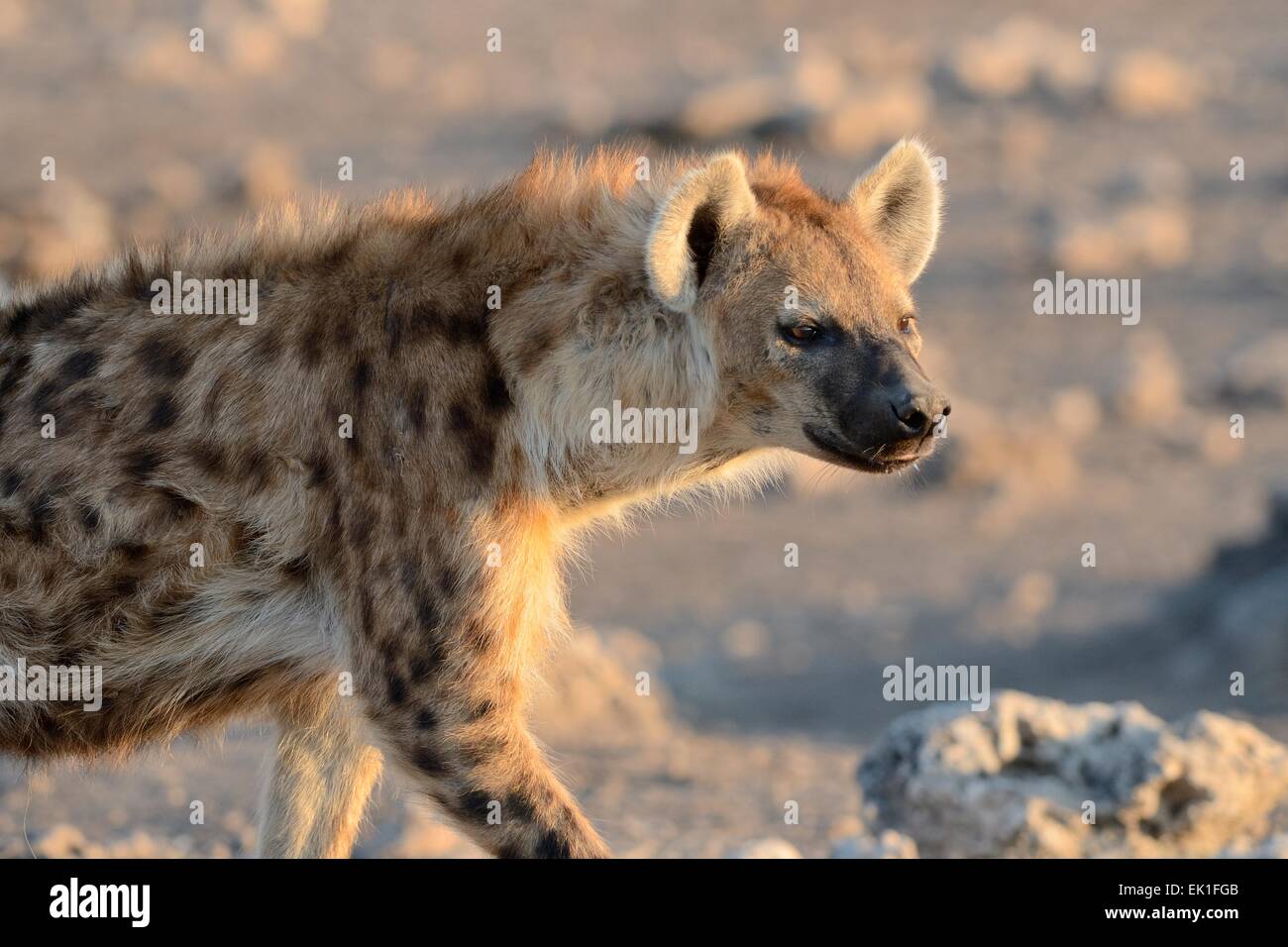 Side view hyena hi-res stock photography and images - Alamy