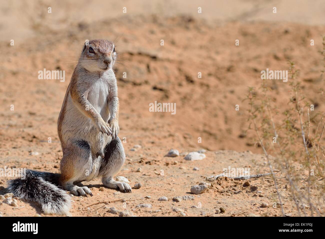 Cape ground squirrel (Xerus inauris), adult male, standing, Kgalagadi ...