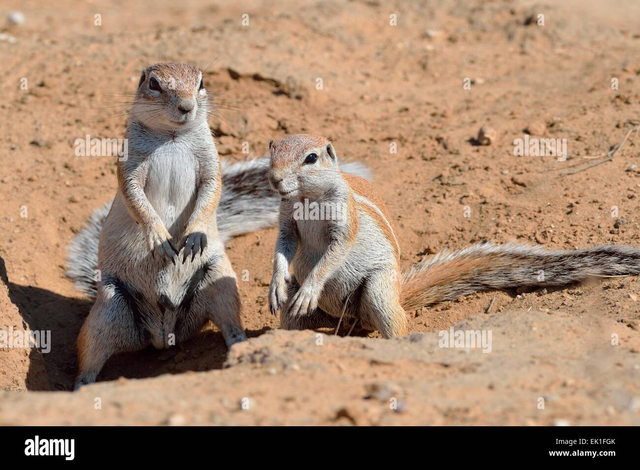 Cape ground squirrels (Xerus inauris), adult male with young, standing ...
