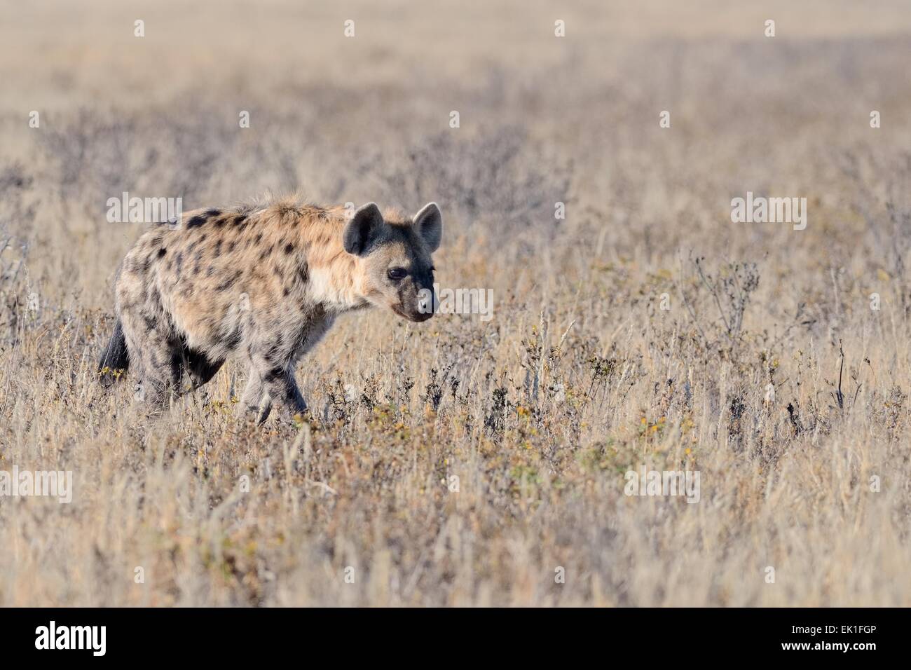 Northern hyena hi-res stock photography and images - Alamy
