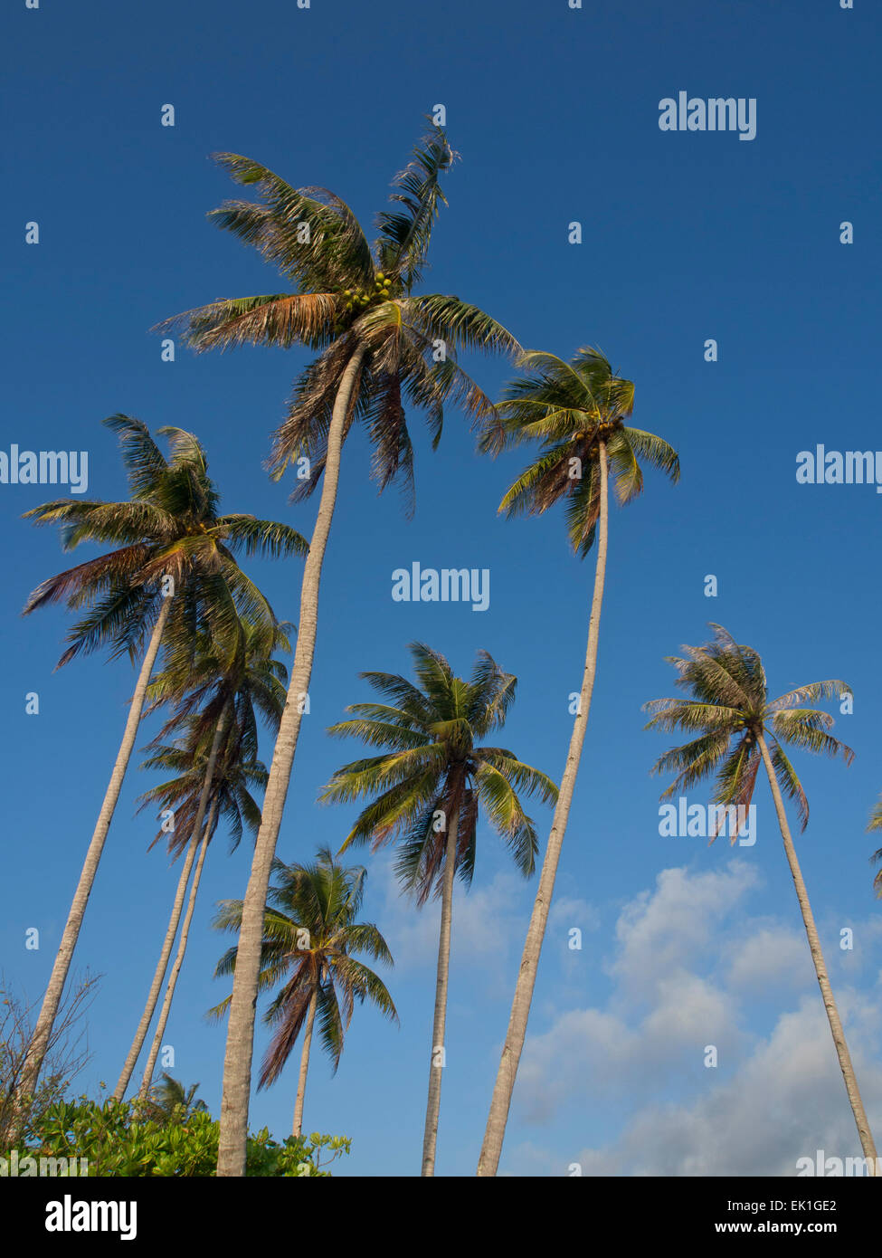 Palm trees on a beach Bintan island, Sumatra, Indonesia Stock Photo - Alamy
