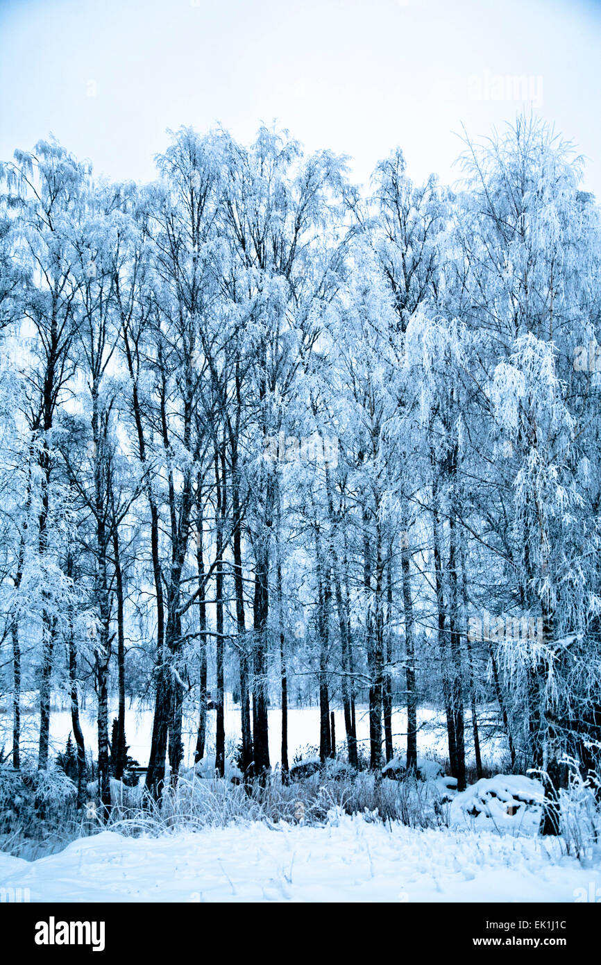 Frosty trees during winter Stock Photo - Alamy