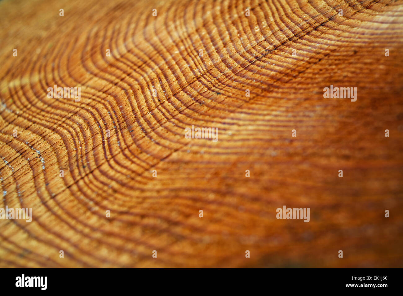 Growth rings from a felled pine tree Stock Photo - Alamy