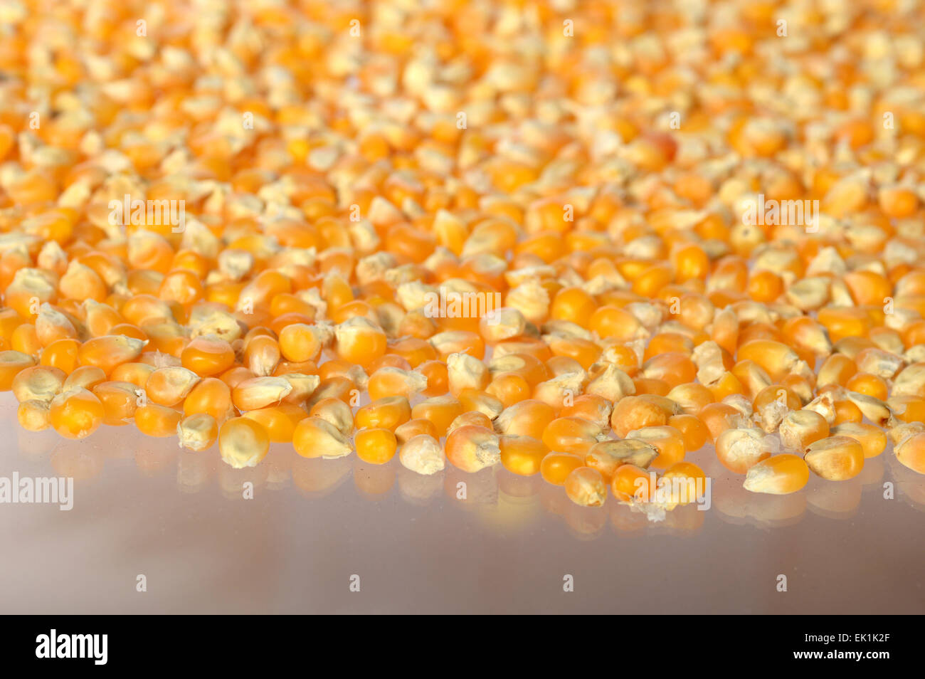 Dried corn used for making popcorn Stock Photo - Alamy