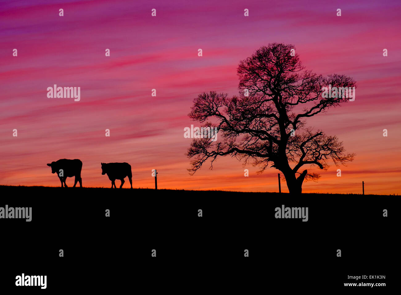Cows at Sunset Stock Photo - Alamy