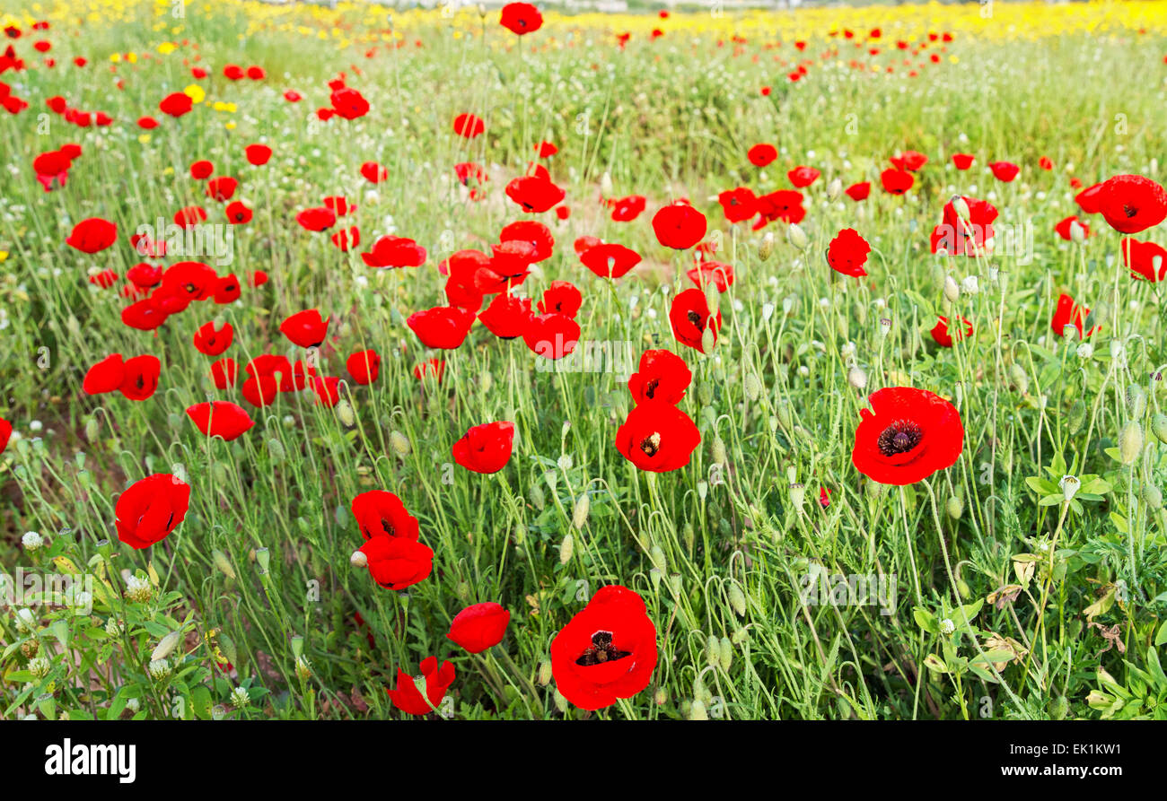Wild red poppy and white daisy flowers in the meadow Stock Photo - Alamy