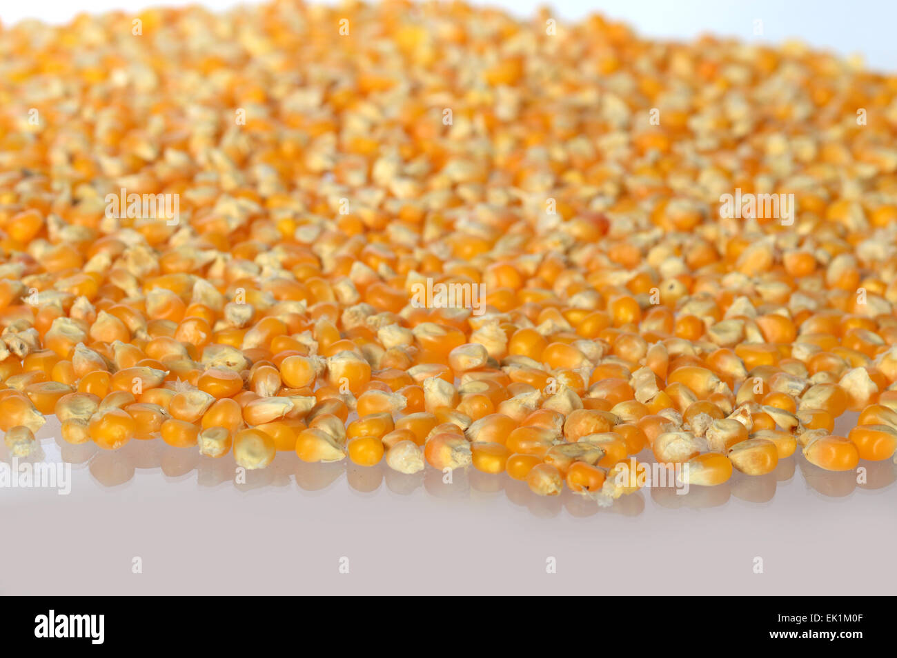 Dried corn used for making popcorn Stock Photo - Alamy