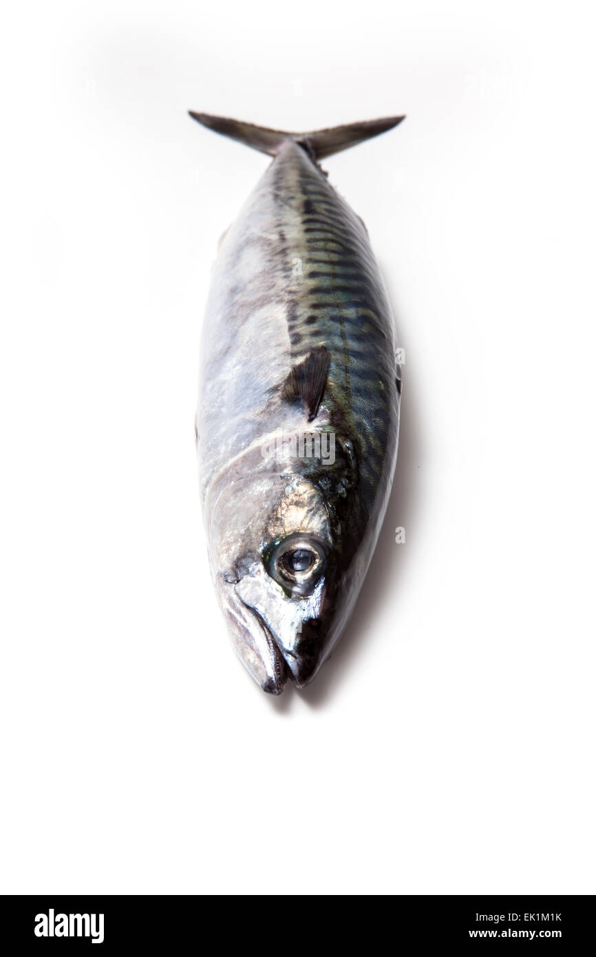 Whole Atlantic mackerel (Scomber scombrus) fish isolated on a white ...