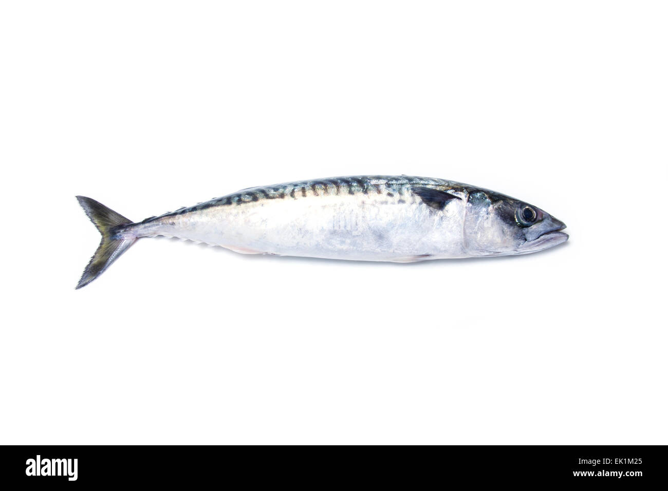 Whole Atlantic mackerel (Scomber scombrus) fish isolated on a white ...