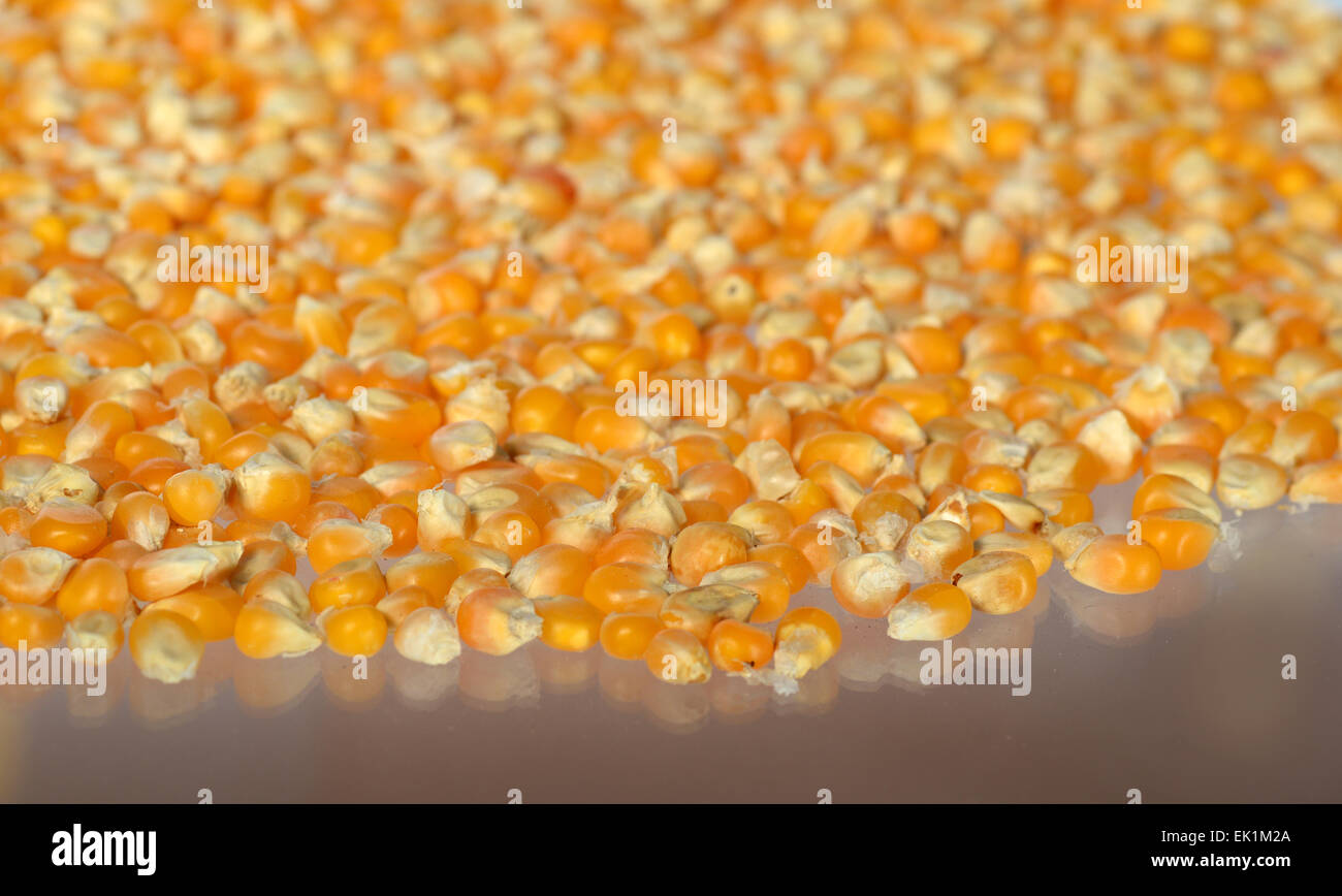 Dried corn used for making popcorn Stock Photo - Alamy