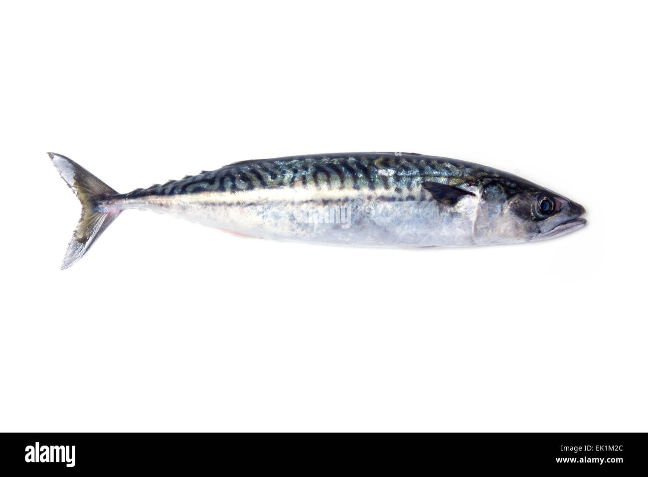 Whole Atlantic mackerel (Scomber scombrus) fish isolated on a white ...