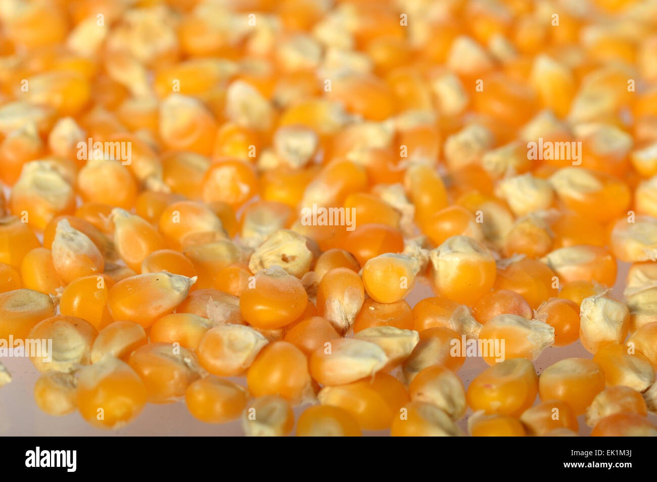 Dried corn used for making popcorn Stock Photo - Alamy