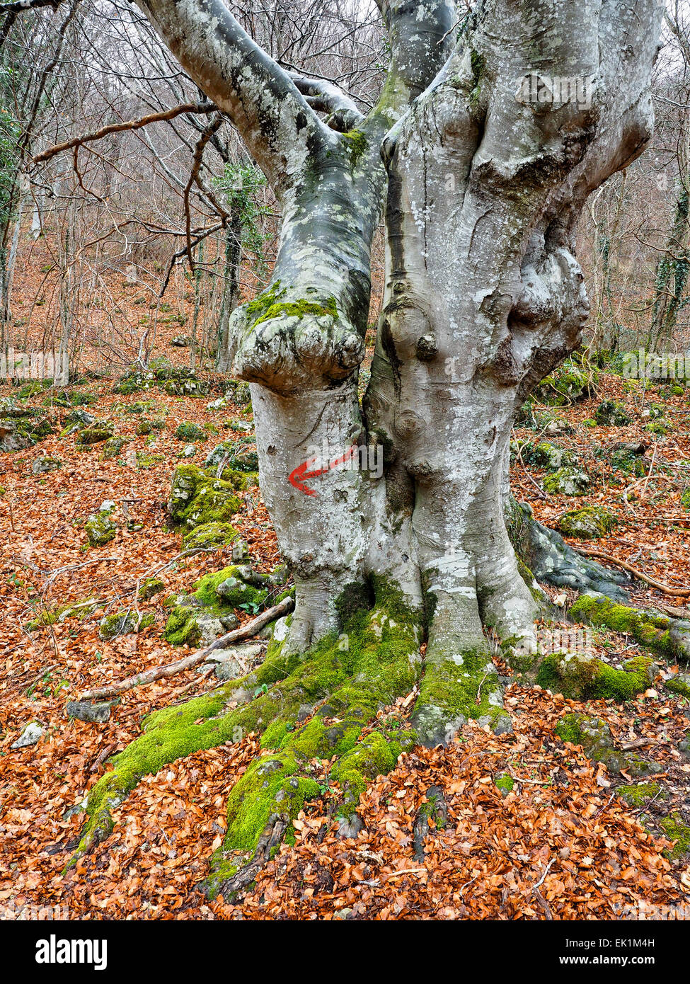 An arrow signal on a tree Stock Photo - Alamy