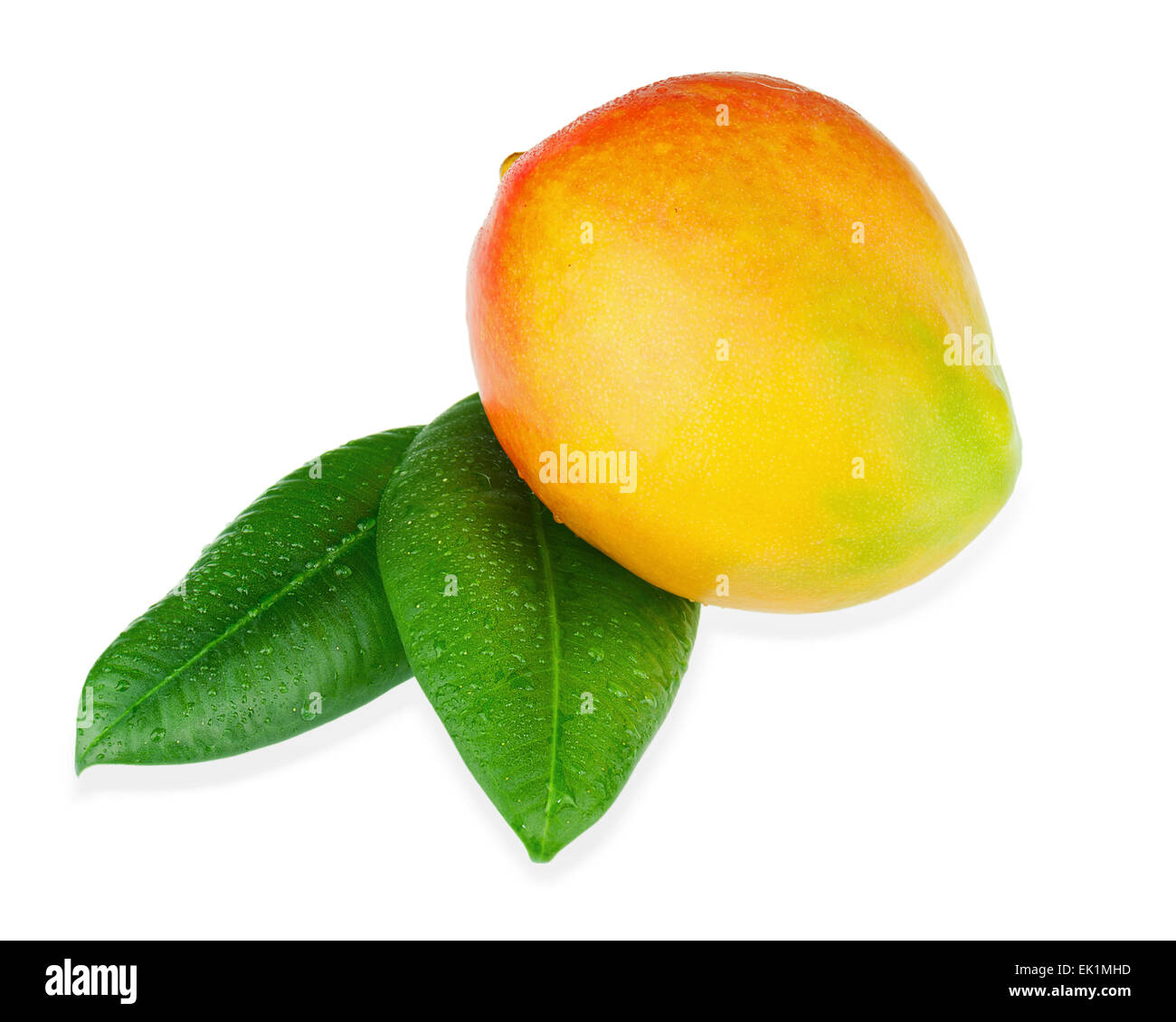 Fresh mango fruit with green leaves isolated on white background ...