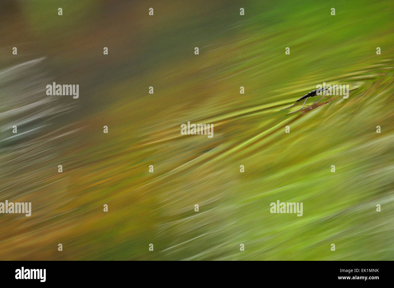 Brush strokes movement hi-res stock photography and images - Alamy