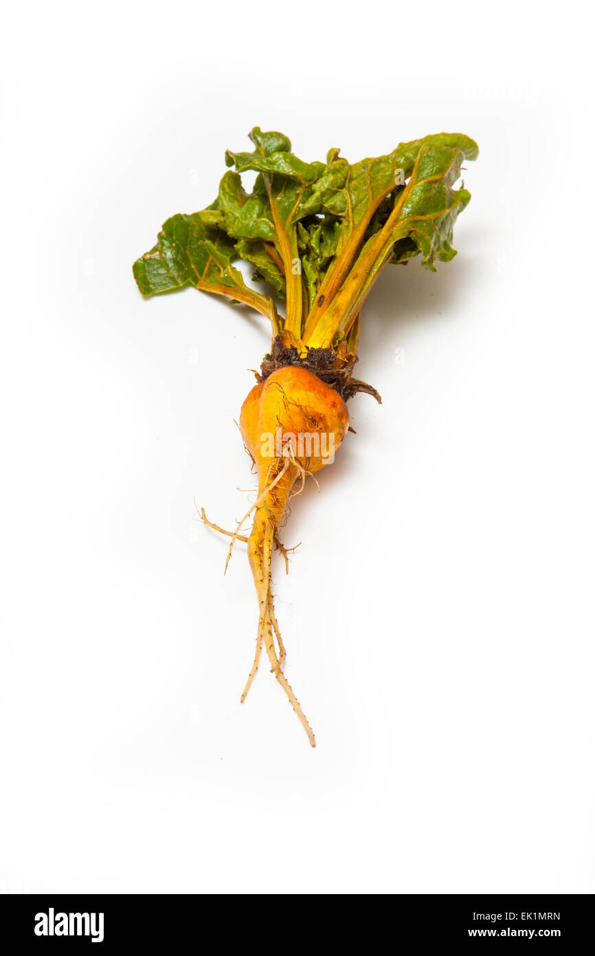 Yellow beetroot isolated on a white studio background Stock Photo - Alamy