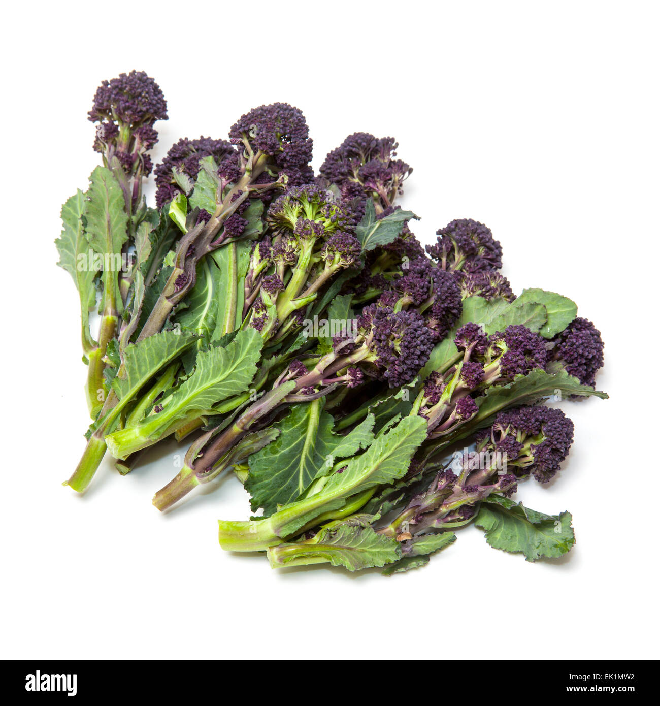 Purple sprouting broccoli isolated on a white studio background Stock ...