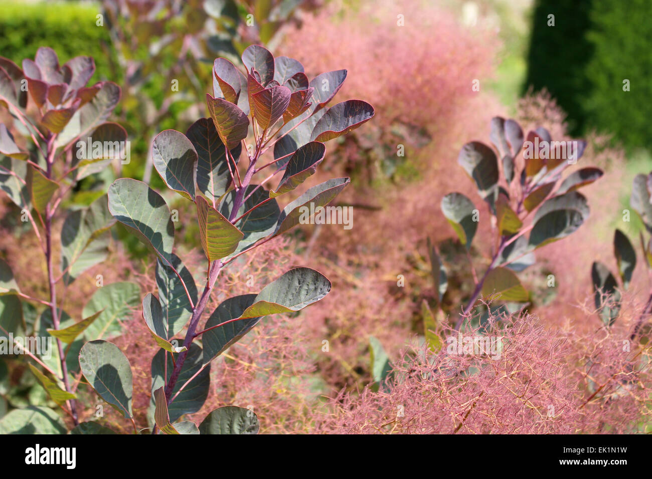 Cotinus coggygria hi-res stock photography and images - Alamy