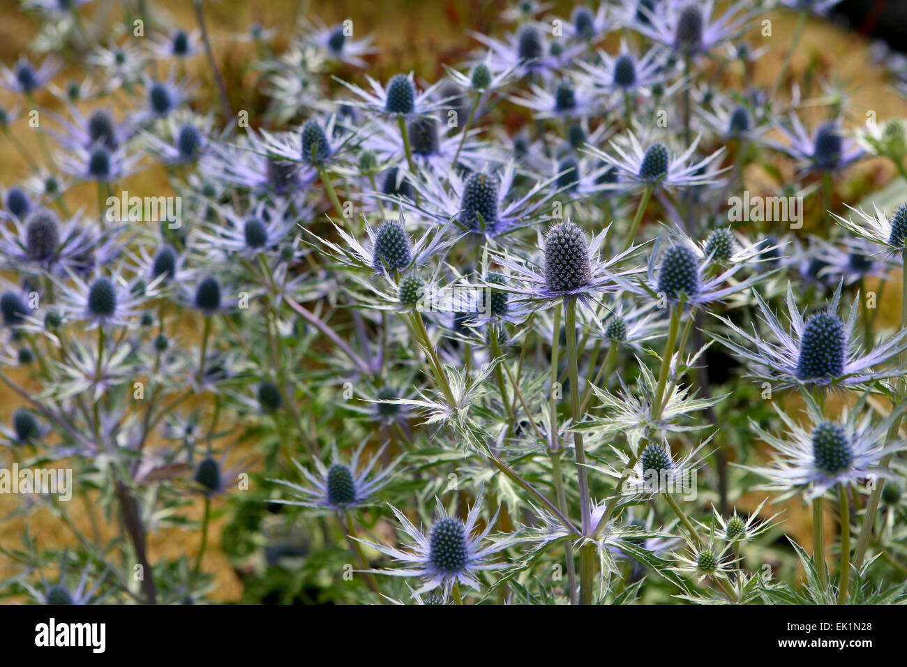 Blue spiky flowers hi-res stock photography and images - Alamy