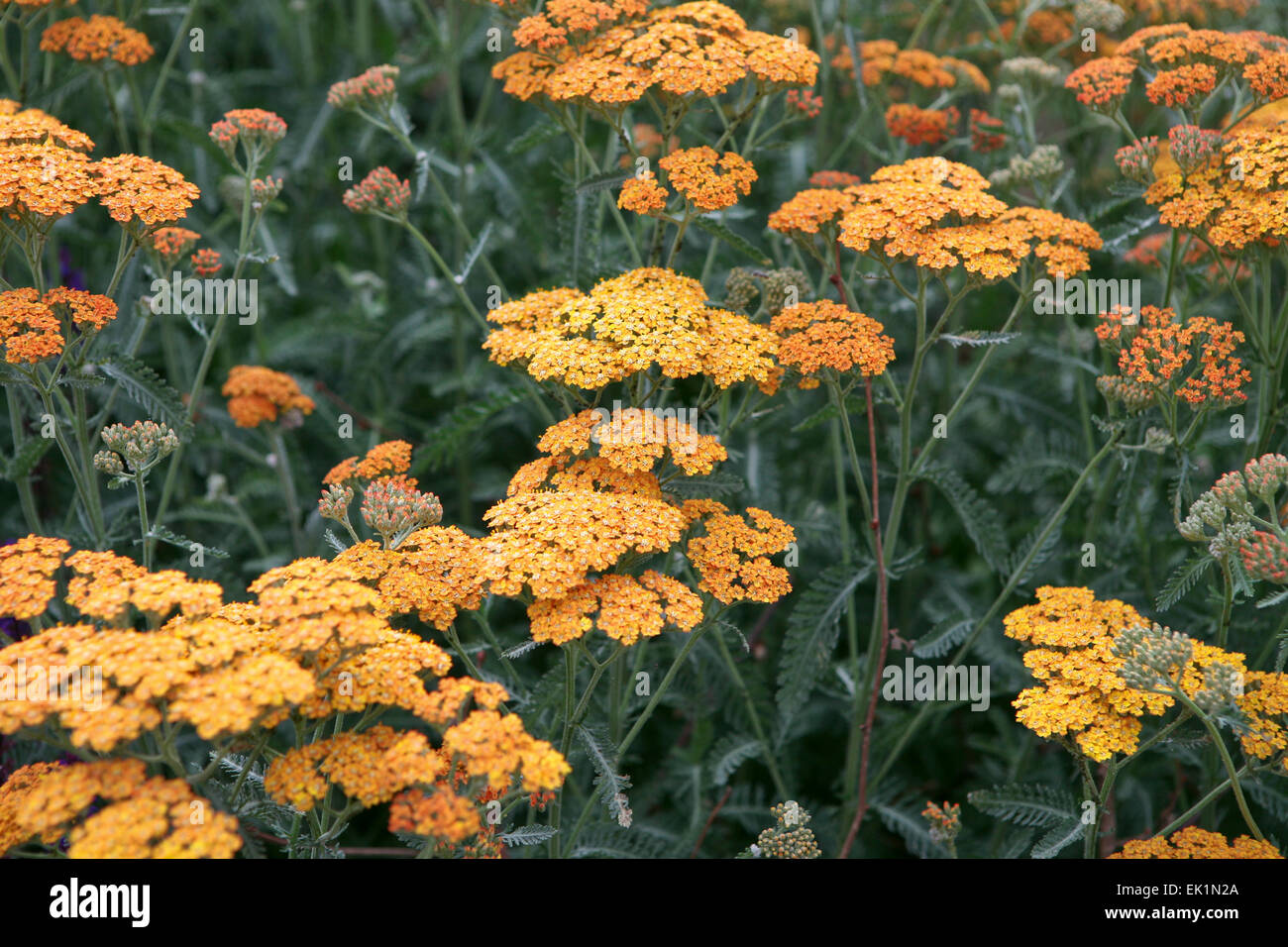 Achillea terracotta yarrow hi-res stock photography and images - Alamy