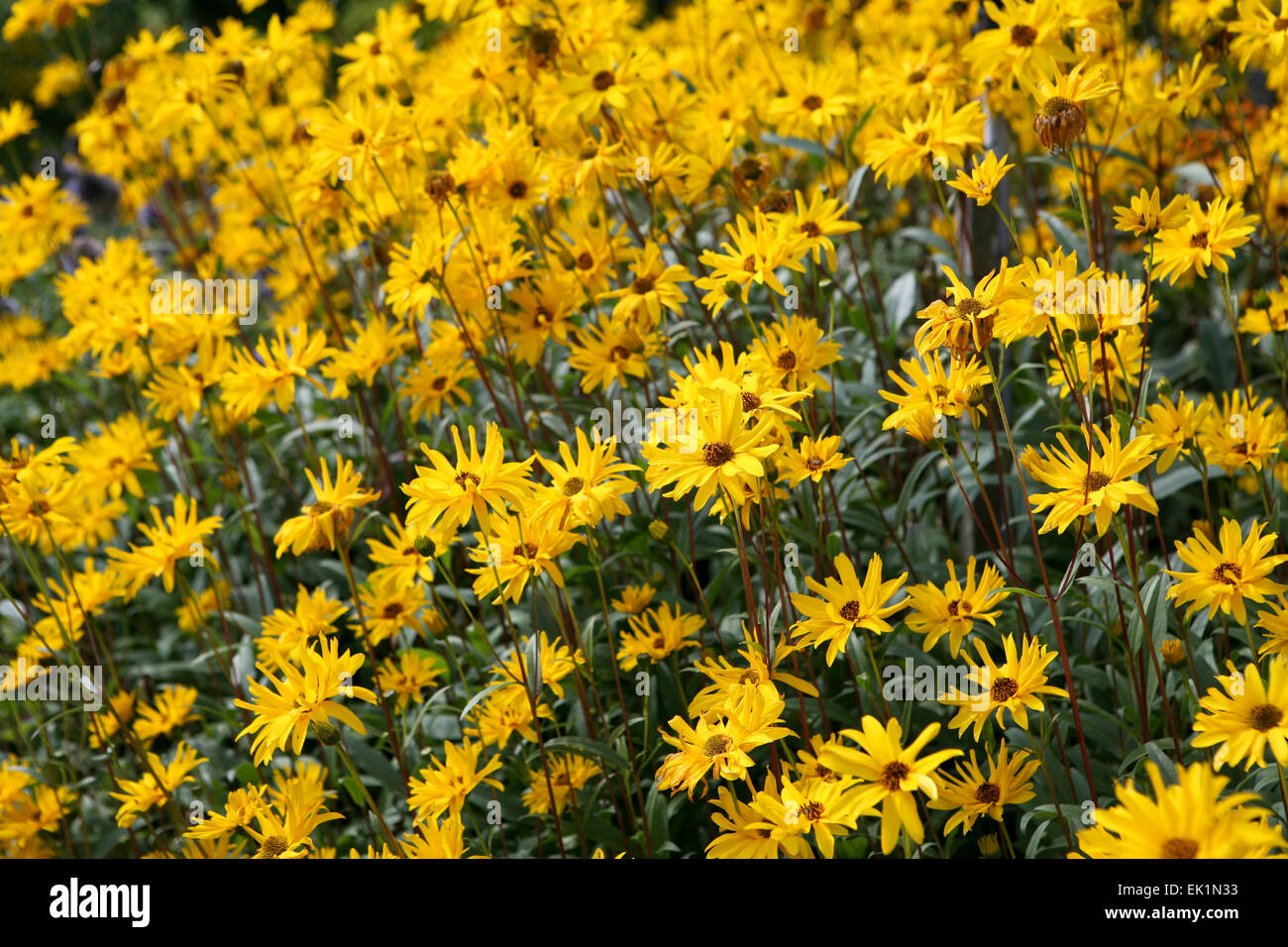 Helianthus Atrorubens High Resolution Stock Photography and Images - Alamy